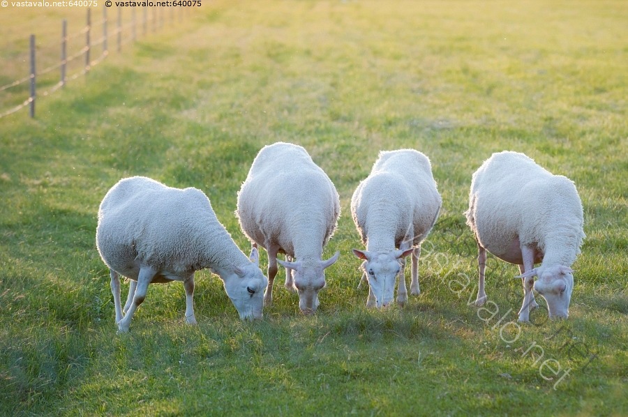 Kuva: Uuhet - lampaat lammas katras lammaskatras uuhi uuhet laidun ...
