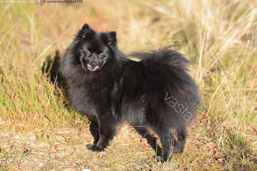 Kuva: Mittelspitz - koira mittelspitz musta mitteli rotukoira koirarotu ...