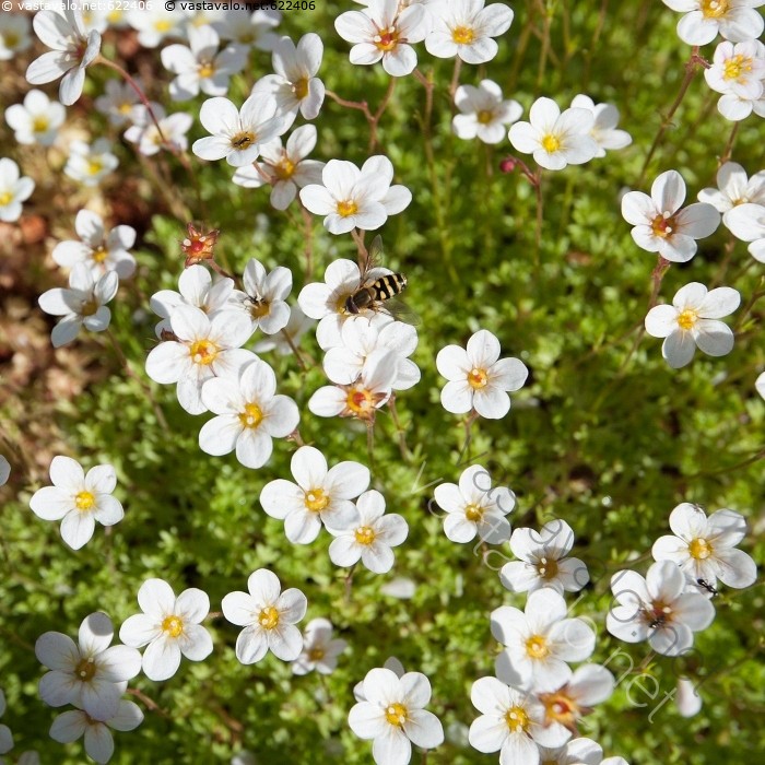 Kuva: Kukkakärpänen patjarikolla - patjarikko Saxifraga arendsii ...