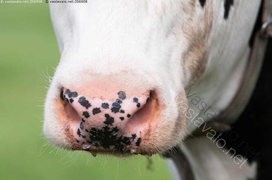 Kuva: Turpa - nautaeläin nauta lehmä turpa karvat turpakarvat kosteus ...