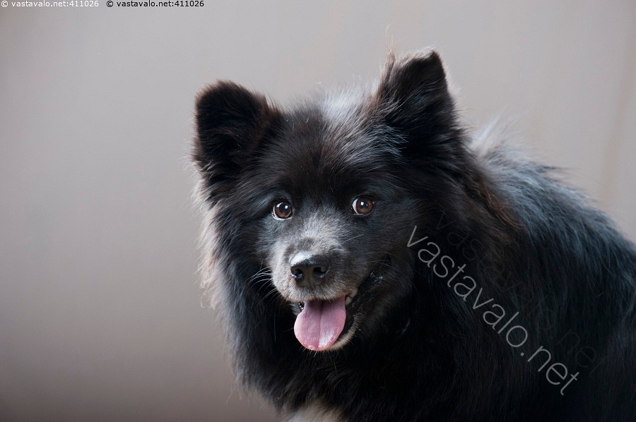 Kuva: Suomenlapinkoira - koira suomenlapinkoira lapinkoira lappari ...