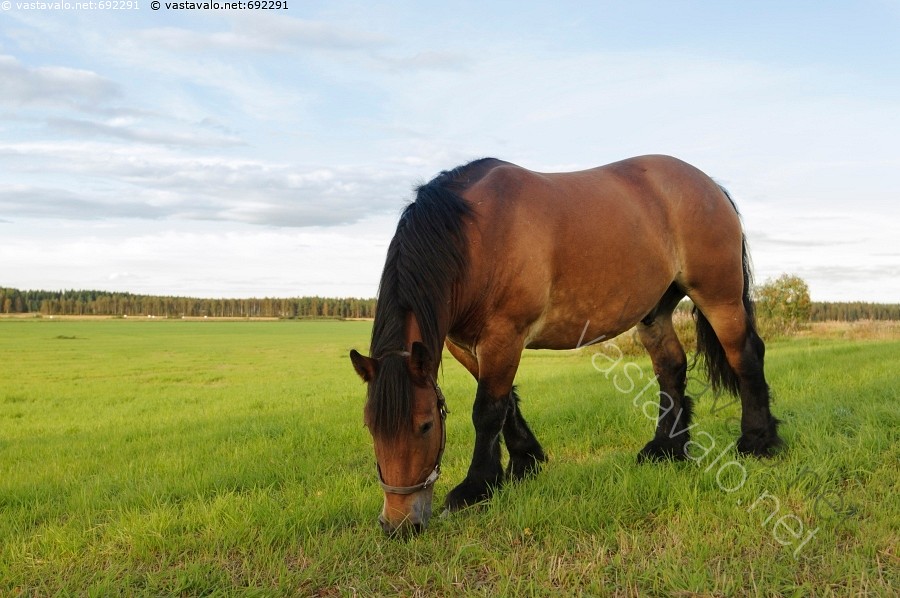 Kuva: Ardennienhevonen - ardennienhevonen ardenneri hevonen raskas ...