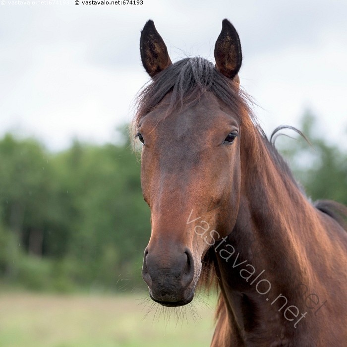 Kuva: Hevonen - hevonen tamma lämminverinen laidun laitumella ruskea ...