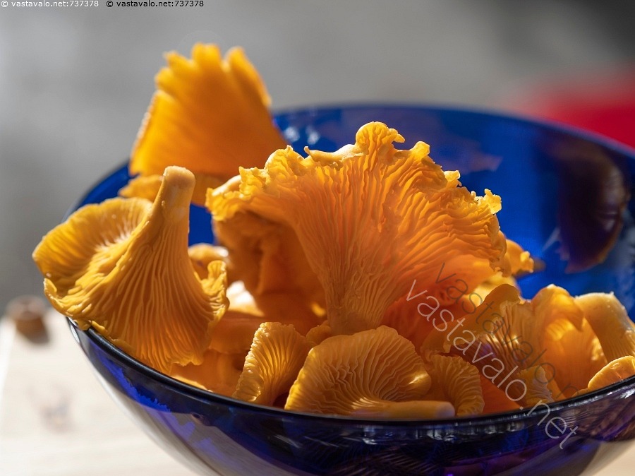 Kuva: Kantarellit - kantarellit Cantharellus cibarius kantarelli ...