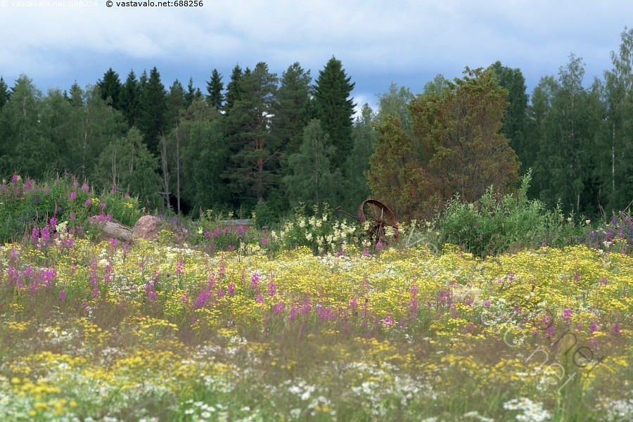 Kuva: Luonnonniitty - niitty niittykasvit niittykukat horsma ...