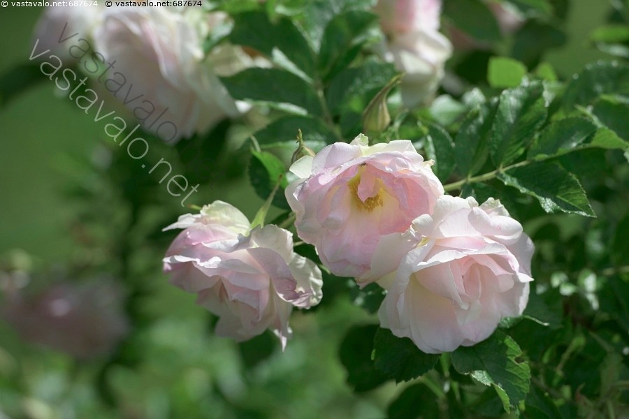 Kuva: Tarhakurtturuusu Ritausma - tarhakurtturuusu Rosa rugosa Ritausma ...