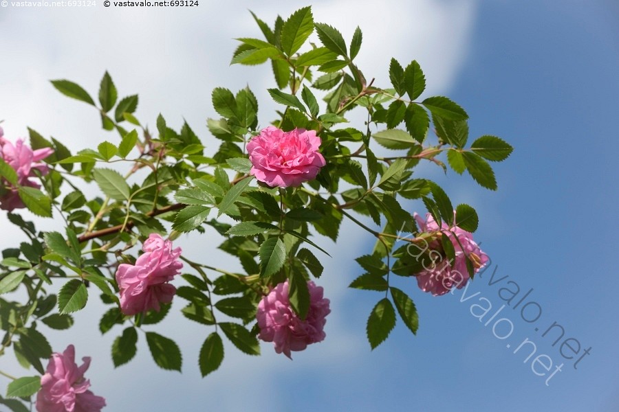 Kuva: Rosa Ilo - puistoruusu Rosa Ilo pensasruusu ruusu ruusut FinE ...