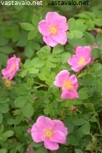 Kuva: Tarhakurtturuusu - Rosa rugosa Sävel kukat ruusut ...