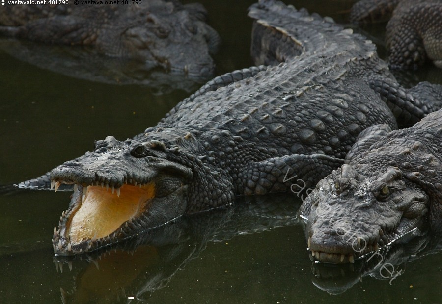 Kuva: Krokotiilit - krokotiili keltainen kita terävät hampaat petoeläin ...