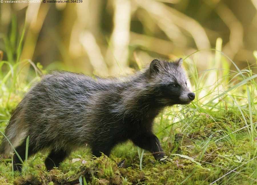 Kuva: Supikoira - Nyctereutes procyonoides supikoira supi supit nisäkäs ...