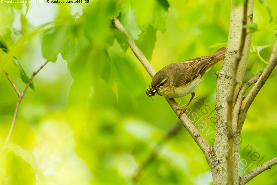 Kuva: Pajulintu - Phylloscopus trochilus pajulintu pajulinnut lintu ...