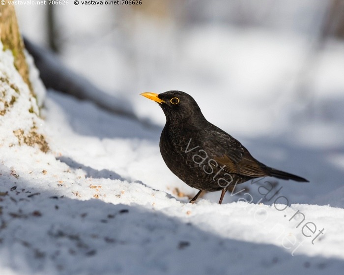 Kuva: Mustarastas - Turdus merula mustarastas mustarastaat koiras lintu ...