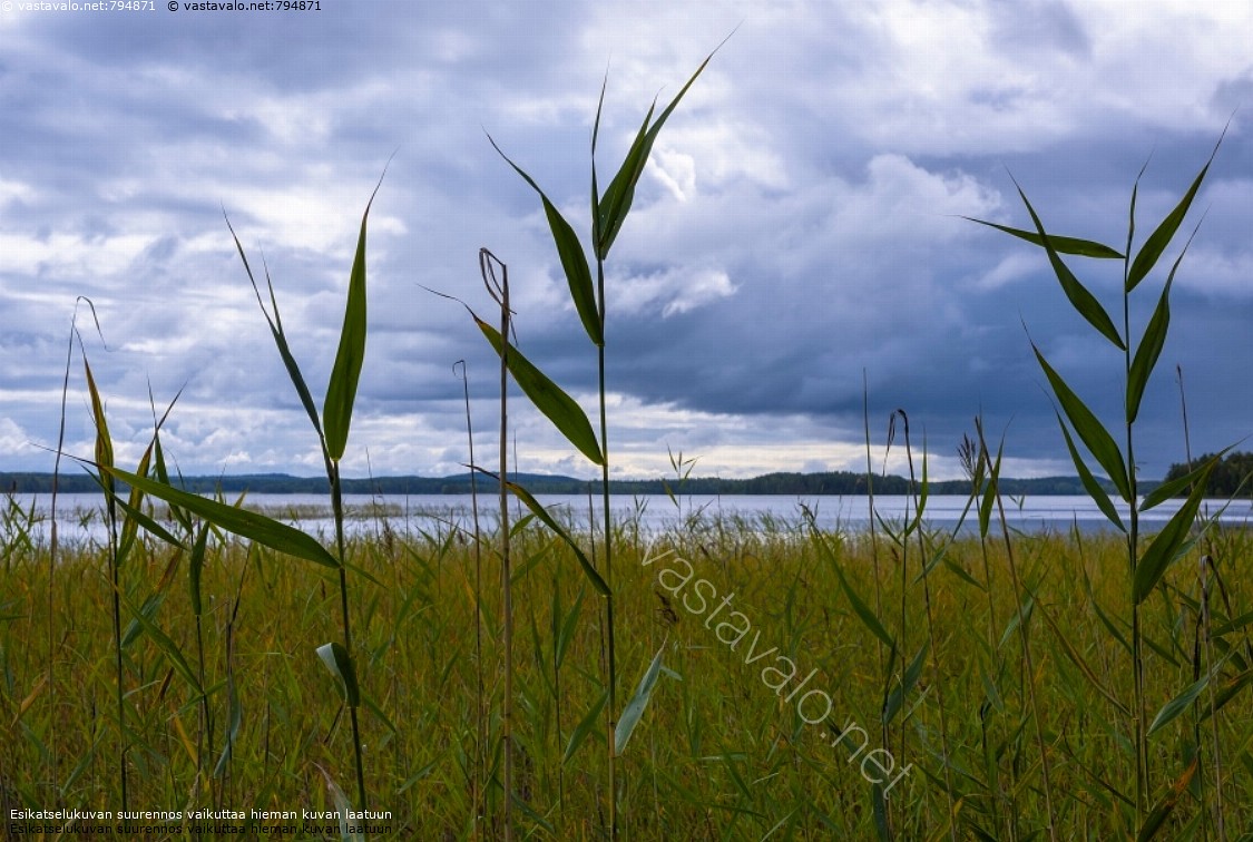 Kuva: Elokuun kaislikko - Sumiainen Sumiaisjärvi elokuu järvi ...