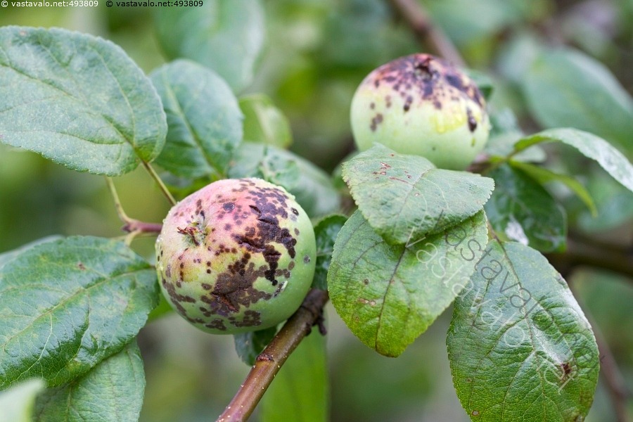Kuva: Omenarupi - I - omena omenat kasvitauti rupi rupinen pilaantunut ...