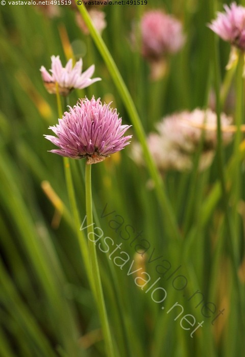 Kuva: Ruohosipulin kukinta - ruohosipuli sipuli ruoholaukka kasvi ...