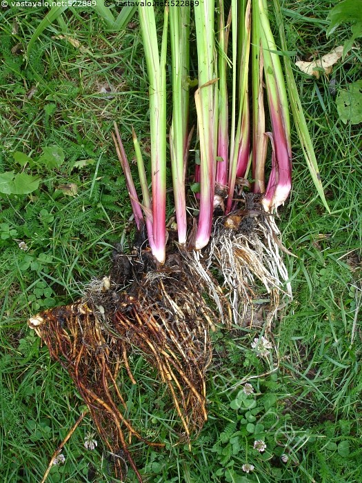 Kuva: Kalmojuuri - Acorus calamus kalmojuuri rohtokalmojuuri juurakko ...