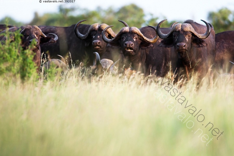 Kuva: Afrikanpuhvelit - afrikanpuhveli kafferipuhveli suuri iso kookas ...