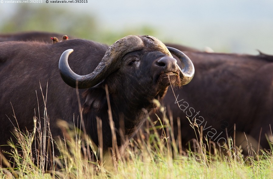 Kuva: Afrikanpuhveli - afrikanpuhveli kafferipuhveli suuri iso kookas ...
