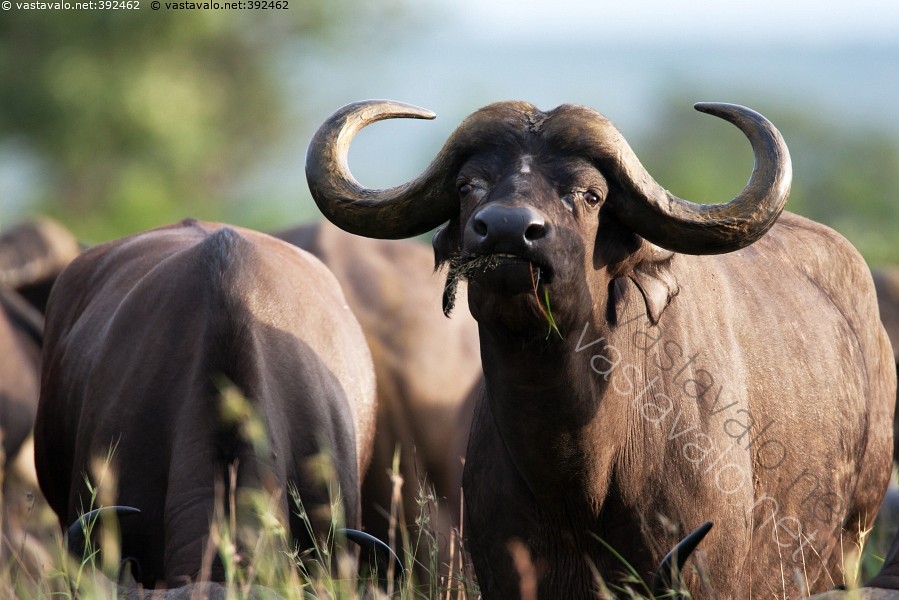 Kuva: Afrikanpuhveli - afrikanpuhveli kafferipuhveli suuri iso kookas ...