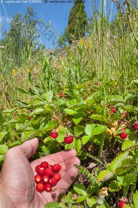 Kuva: Ahomansikoita - ahomansikka mansikka poiminta poimia kerätä ...