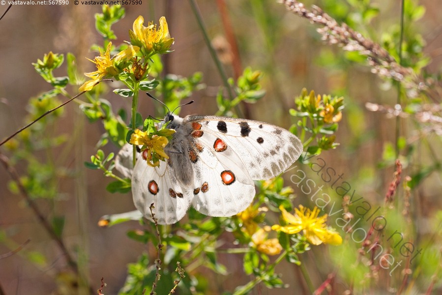 Kuva: Apollo - apollo apolloperhonen isoapollo perhonen päiväperhonen ...