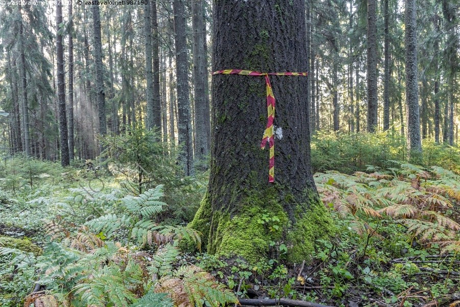 Kuva: Säästettävä haapa nauhoitettu - säästöpuu säästöhaapa haapa ...