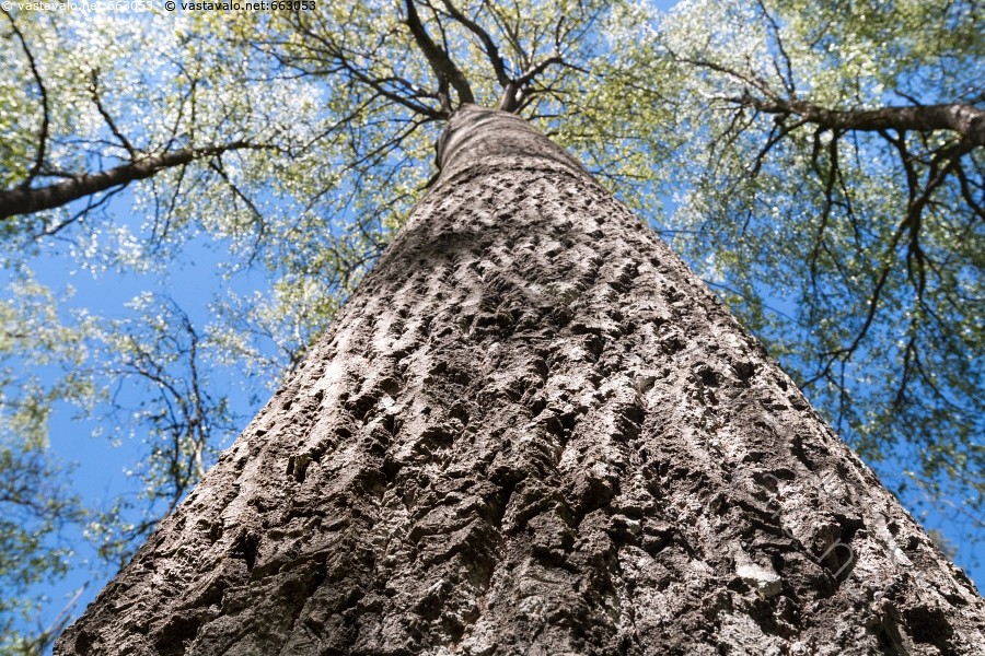 Kuva: Haapa - haapa runko leveä suuri iso vanha rosoinen kaarna ...