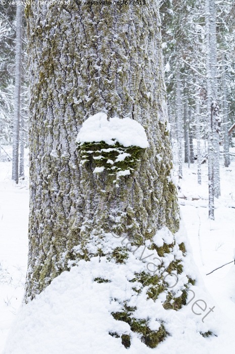 Kuva: Haapariippusammal talvella - Neckera pennata haapariippusammal ...