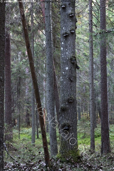 Kuva: Kääpäinen haapa - haavankääpä suuri järeä suorarunkoinen iso ...