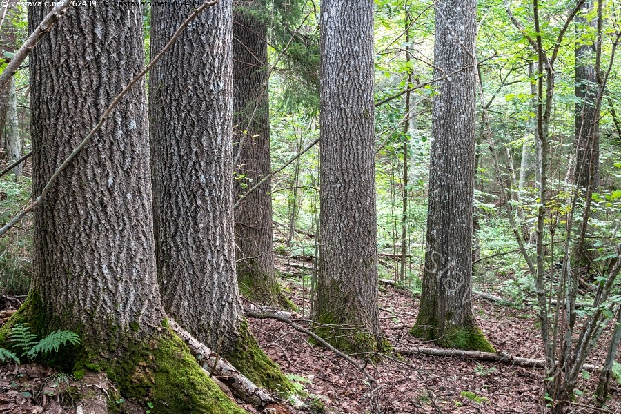 Kuva: Järeä haavikko - haapa metsähaapa tuore runsasravinteinen lehto ...