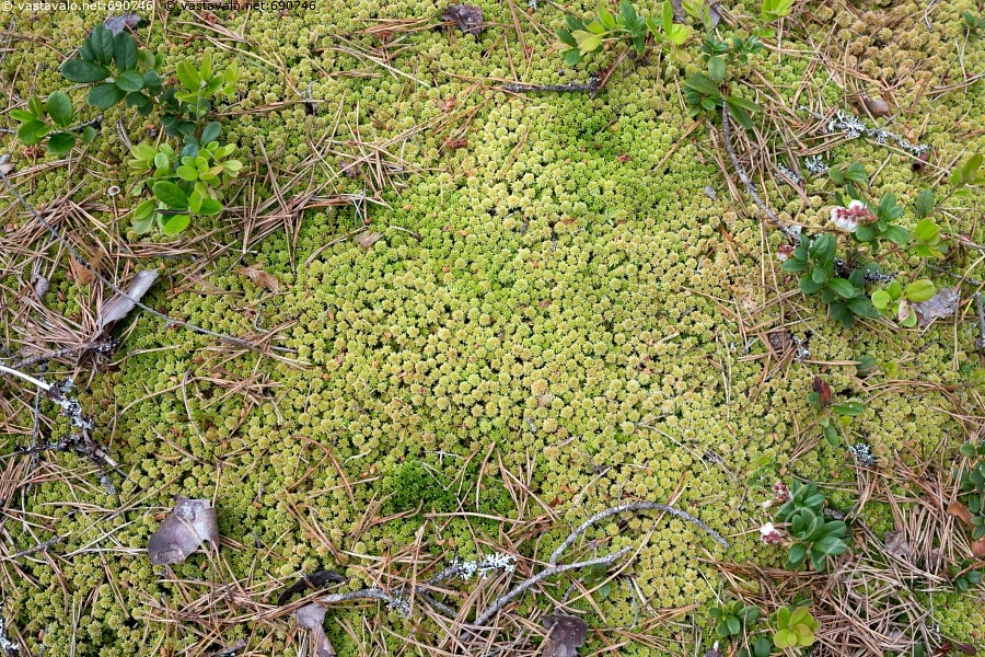 Kuva: Kangasrahkasammal - Sphagnum capillifolium kangasrahkasammal ...
