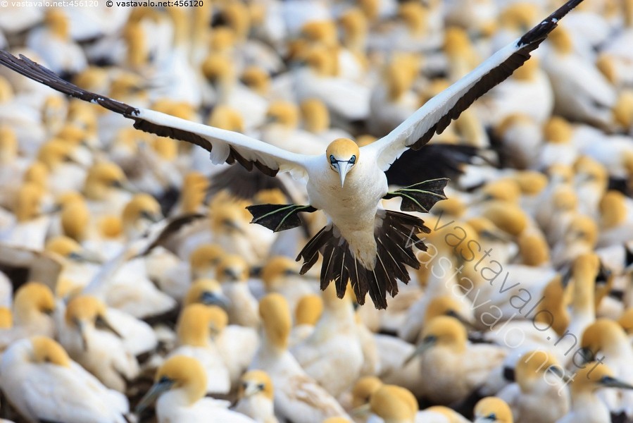 Kuva: Laskulupa saatu - laskeutua laskeutuminen lasku jarrutus ...