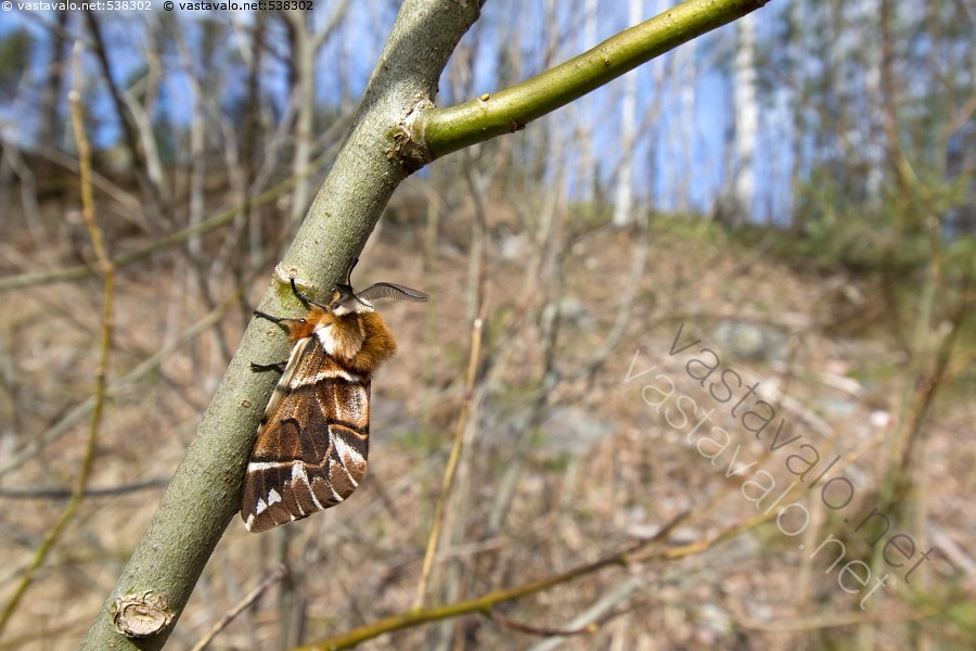Kuva: Kirjokehrääjä elinympäristössään - kirjokehrääjä suuri iso kookas ...