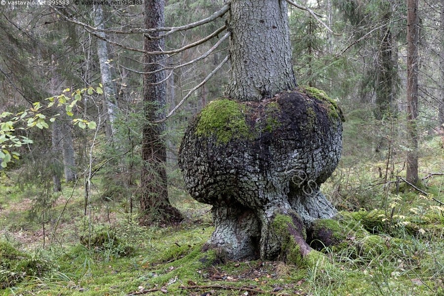 Kuva: Pahka - iso suuri kookas pahka järeä pahkura kuusi Picea abies - Kuvapankki - Kuvatoimisto ...