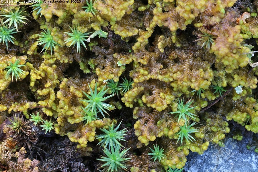 Kuva: Isokorallisammal - Ptilidium ciliare isokorallisammal maksasammal ...