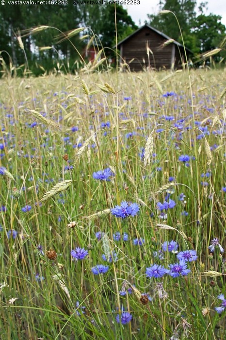 Kuva: Ruiskukkia ruispellossa - ruiskukka Centaurea cyanus ruiskaunokki ...