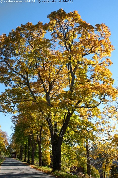 Kuva: Vaahtera syysloistossaan - suuri iso korkea monihaarainen vanha ...