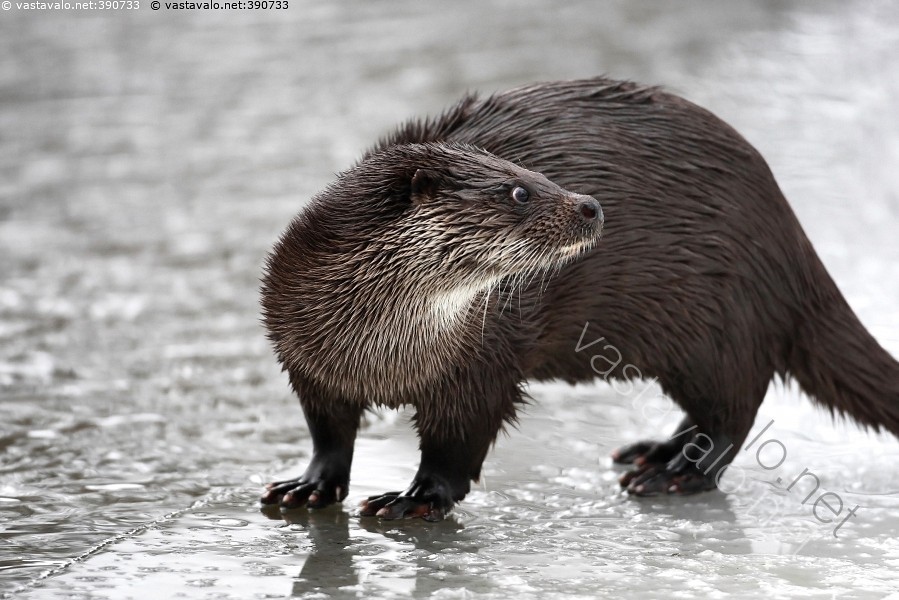 Kuva: Saukko - saukko viiksikarvat märkä turkki villieläin nisäkäs ...