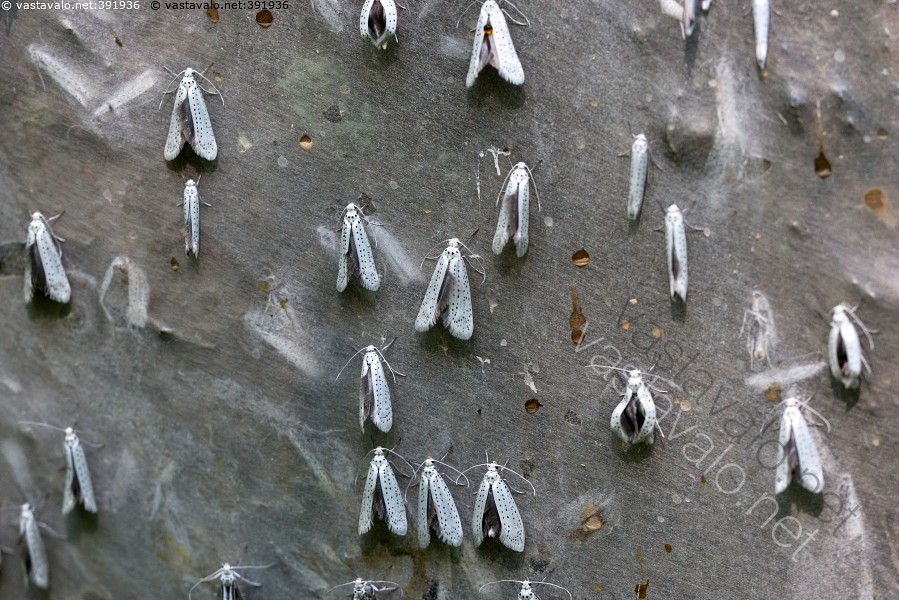 Kuva: Uusi sukupolvi tuomenkehrääjäkoiperhosia - tuomenkehrääjäkoi ...