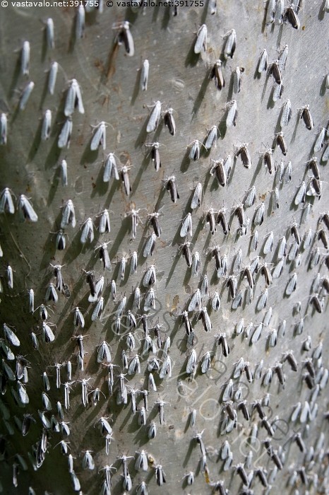 Kuva: Uusi sukupolvi tuomenkehrääjäkoiperhosia - tuomenkehrääjäkoi ...