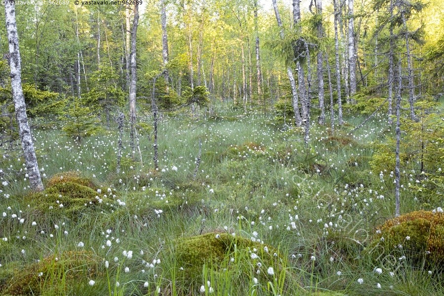 Kuva: Tupasvillakorpi - tupasvillakorpi korpi suo tupasvilla ...