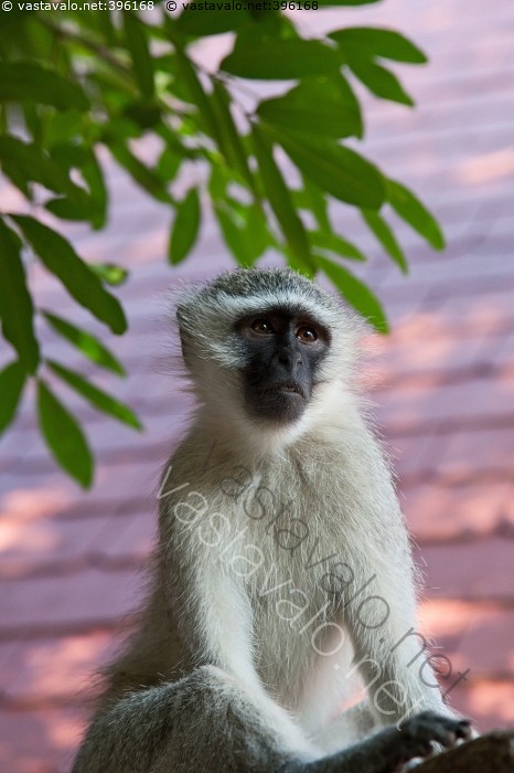 Kuva: Vihermarakatti - marakatti vihermarakatti vervetti ilme ilmeikäs ...