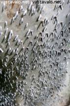 Kuva: Uusi sukupolvi tuomenkehrääjäkoiperhosia - tuomenkehrääjäkoi ...