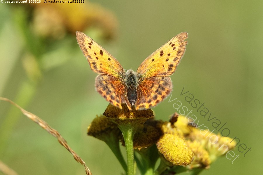Kuva: Perhonen - loistokultasiipi Lycaena virgaureae pietaryrtti ...