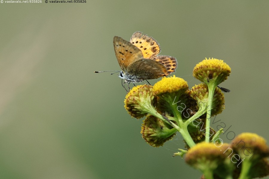 Kuva: Perhonen - loistokultasiipi Lycaena virgaureae pietaryrtti ...