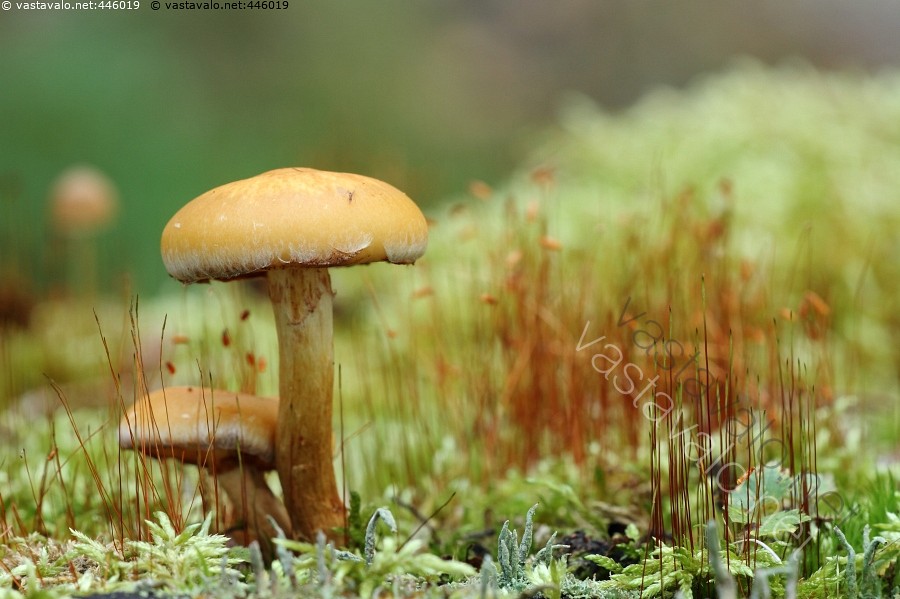 Kuva: Syksyinen sieni - sieni pieni lakki jalka ruskea suojassa sammal ...