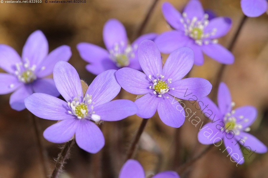 Kuva: Sinivuokot - sinivuokko Hepatica nobilis lehtosinivuokko ...