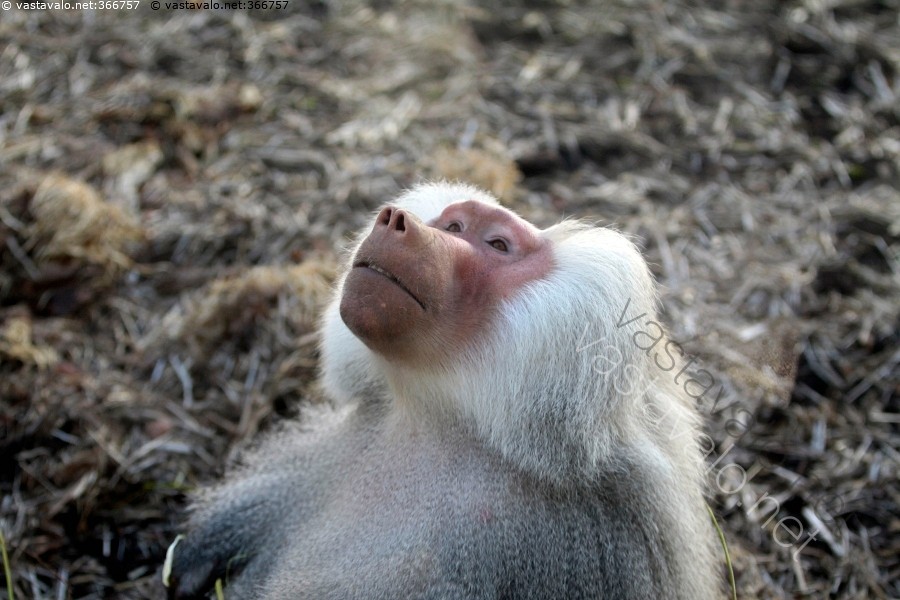 Kuva: Paviaani - paviaani vaippapaviaani harmaaturkki kädellinen apina ...
