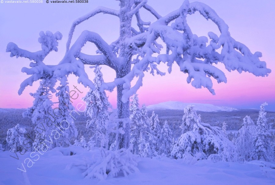 Kuva: Joulukuu Luostolla - joulukuu Luosto joulukuinen kaamos ...