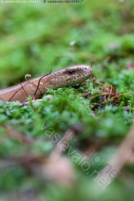 Kuva: Vaskitsa, Anguis fragilis - Anguis fragilis lisko matelija ...